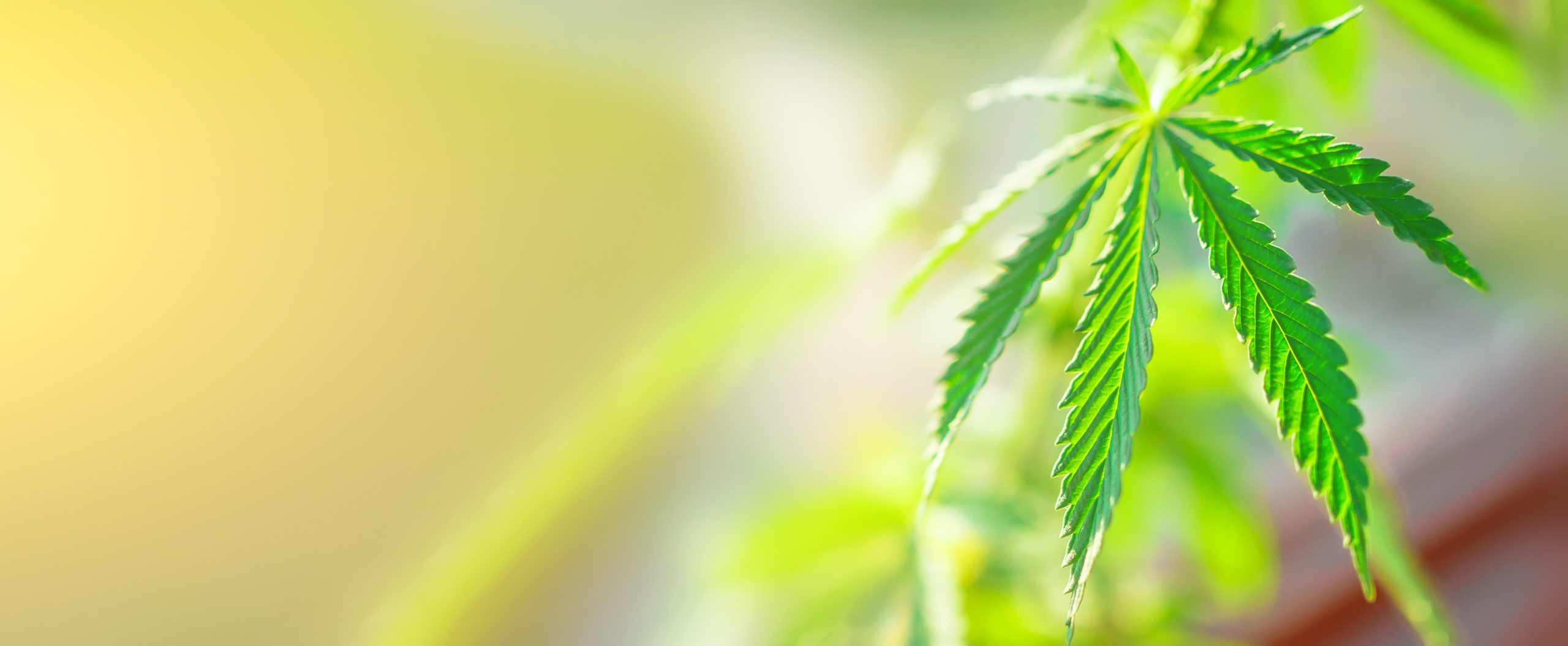 Understanding The Difference Between THCA Vs THC Hemp Source Info